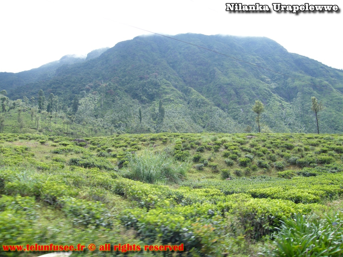 nilanka-urapelewwe-blog-voyage-sri-lanka-trains-travel-blog-telunfusee ...