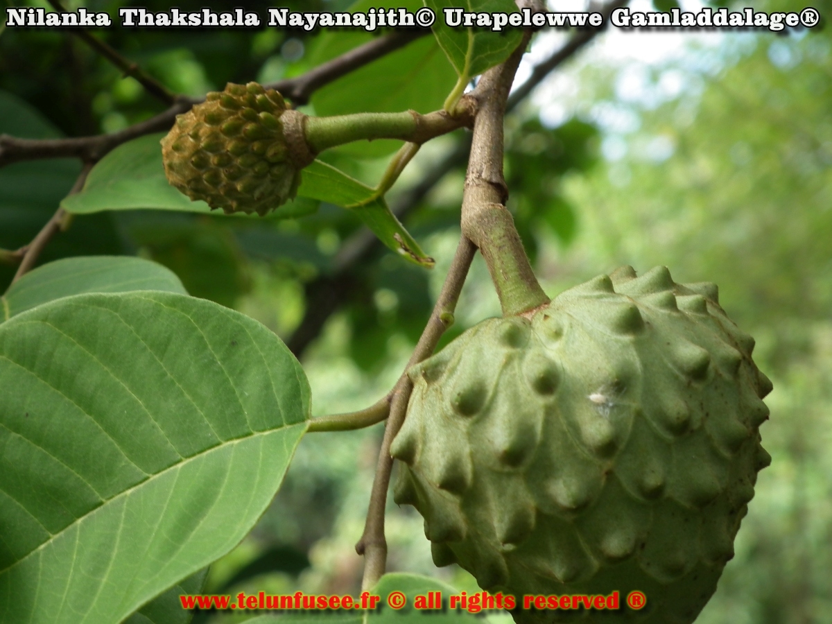 nilanka-urapelewwe-blog-de-voyage-sri-lanka-2017-travel-blog-telunfusee ...