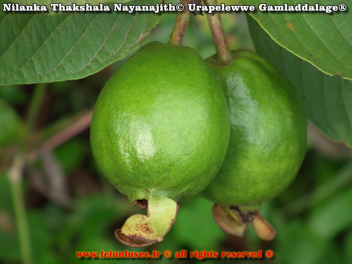 nilanka-urapelewwe-blog-de-voyage-sri-lanka-2017-travel-blog-telunfusee ...