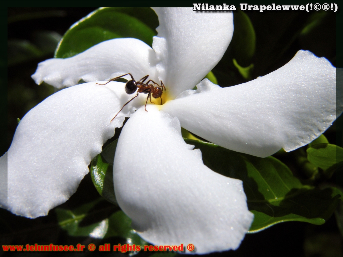 nilanka-urapelewwe-blog-voyage-sri-lanka-creative-pictures-travel-blog ...