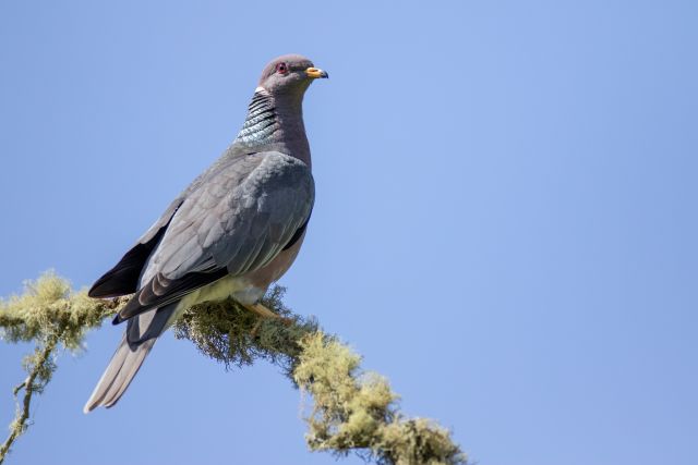 Le départ du monde des vivants de Bob, l’ami pigeon ! – Tel un fusée